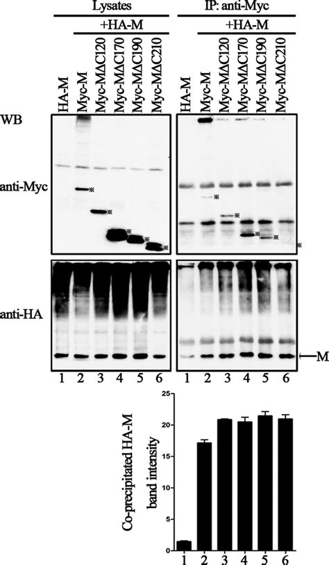 Self Oligomerization Of Wild Type M And The C Terminal Truncation Download Scientific Diagram