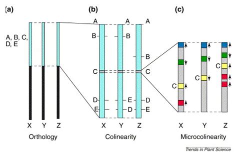 Colinearity And Gene Density In Grass Genomes Trends In Plant Science