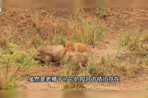 老狮王被年轻狮子围殴，晚年生活，狮子为什么会攻击老狮子呢狮子晚年生活攻击