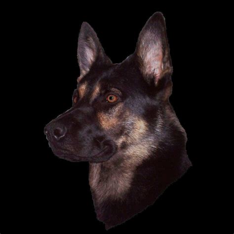 Deviant Dogs Youtube