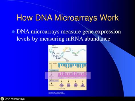 PPT An Introduction To DNA Microarrays PowerPoint Presentation Free Download ID