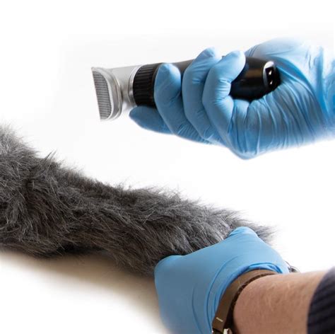 Intravenous Injection Dog