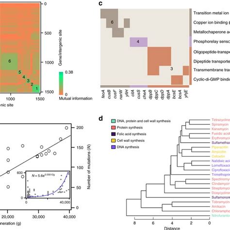 Evolution Of Vertebrate Sex Chromosomes And Sex Determining Genes The Download Scientific