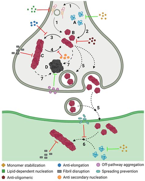 Development Of Small Molecules Targeting α Synuclein Aggregation A