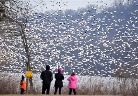Snow Geese Migration