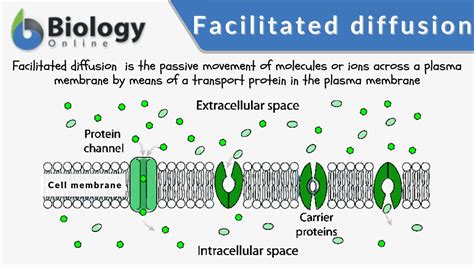 Examples Of Facilitated Diffusion In Cellular Processes