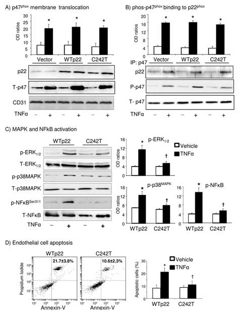 Tnfα Induced P47 Phox Membrane Translocation And Binding To P22 Phox