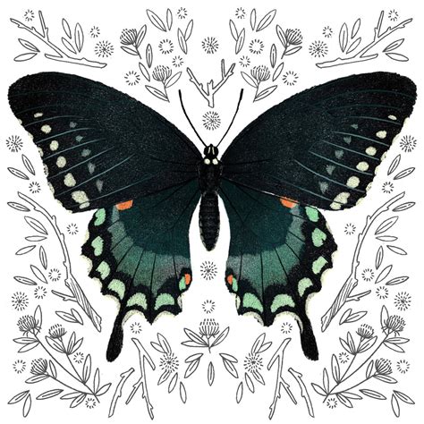 Spicebush Swallowtail Butterfly Drawing