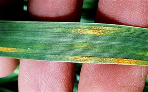 Suppress Fusarium Head Scab In Wheat Michigan Farm News