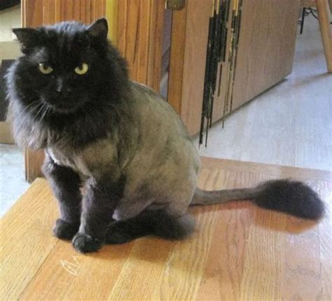 How Much Is A Lion Cut For A Cat At Albina Giese Blog
