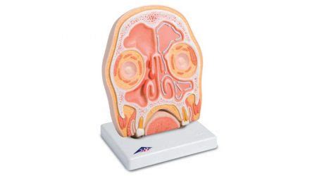 Head Section Model Instruments Direct