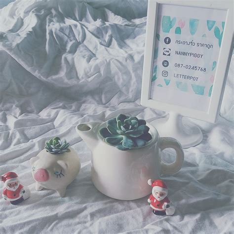 รีวิวกระถางจิ๋วราคาถูก 🔖 กระถางจิ๋ว ต้นไม้จิ๋ว