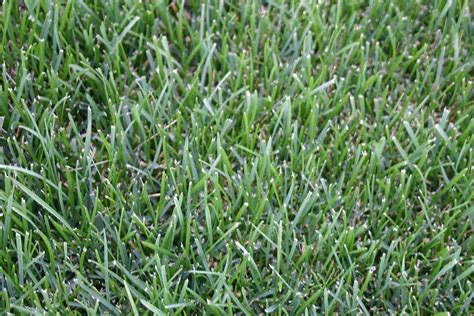 How Much Does Sod Cost 2026