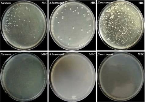 Minimum Inhibitory Concentration And Minimum Bactericidal Download Scientific Diagram