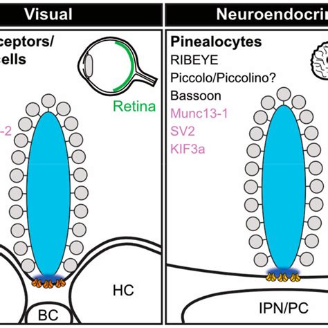 Ribbon Synapse Morphology And Molecular Composition Differ Between
