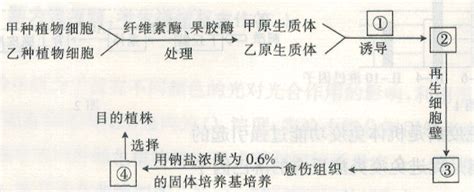 [题目]下图表示通过细胞工程技术 利用甲 2n 乙 2n 两种植物 各含有一种不同的优良性状 培育高产耐盐植株的过程 其中序号代表过程或结构 请回答下列问题 1 培育高产耐盐植株时 用化学