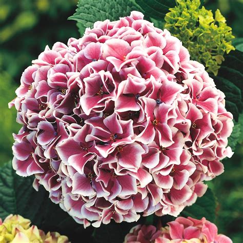 Raspberry Parfait Hydrangea Multi Color Plants Bulbs And Seeds At