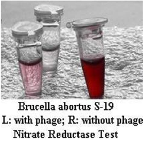 Phage Based Nitrate Reductase Test In Small Tubes Download