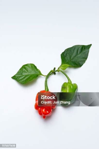 Extreme Paprika Weltrekord Nr 1 Heißesten Frischen Carolina Reaper