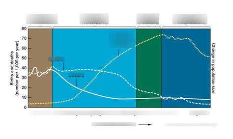 Demographic Transition Model Diagram Quizlet