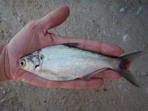 American Gizzard Shad Dorosoma Cepedianum Marine Life Identification