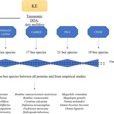 Determining Biologically Plausible Taxonomic Domain Of Applicability Download Scientific