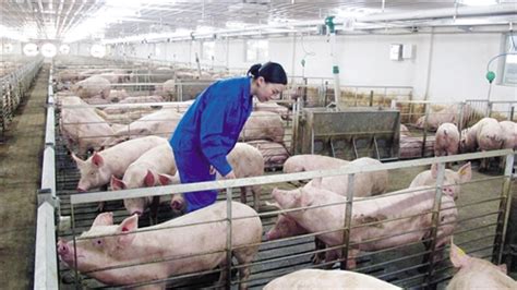 今年广西口岸首批进境隔离检疫种猪 隔离期满放行中国南宁