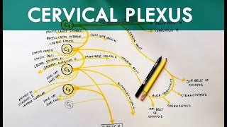 Cervical Plexus Anatomy Tutorial Doovi