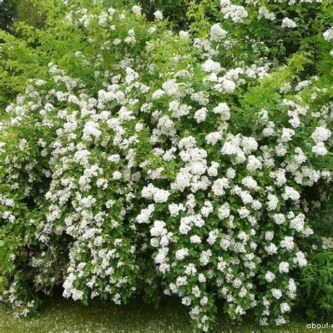 Rosier Inermis