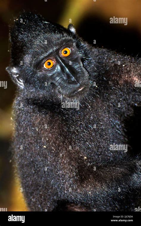 Macaque Celebes Crested Macaque Crested Black Macaque Macaca Nigra Tangkoko Nature Reserve