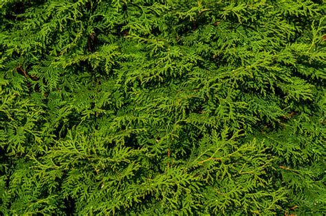 상록 수엽수 나무 투자 플라티클라두스 오리엔탈리스의 녹색 벽 투자의 녹색 잎 배경 패턴 질감의 클로즈업 0명에 대한 스톡 사진 및 기타 이미지 Istock