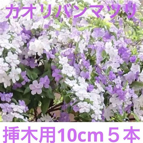 カオリバンマツリ 挿し木用切り枝5〜10cm8本 1名様♡ローリエ少々プレゼント メルカリ