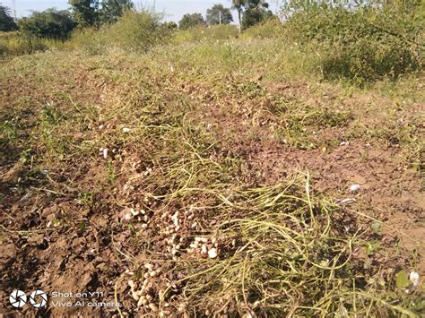 နတ်မောက်မြို့နယ်တွင် ဆောင်းမြေပဲများ စတင်နှုတ်သိမ်း Information And Public Relations Department