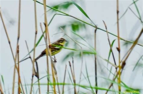 ចាប ព្រៃវែង ប្រភេទ ជិត ផុត ពូជ ត្រូវ ប្រទះឃើញ វិញ ក្រោយ បាត់ ខ្លួន ៣ ឆ្នាំ Tnaot