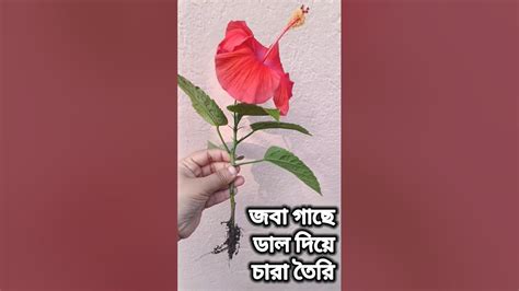 জবা গাছের ডাল থেকে চারা তৈরি জবা গাছের কাটিং লাগানো জবা গাছের কলম পদ্ধতি Hibiscus From