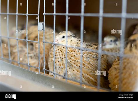 Quail In A Cage Close Up Quail Farm Manchurian Quail Selective Focus