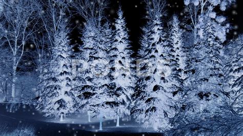 Snowy Trees At Night
