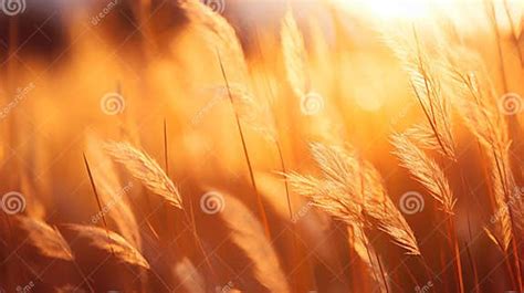Golden Sunlight Grass During Sunset Stock Image Image Of Grass Evening 346830699