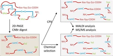 Schematic Representation Of The Different Steps In The C Terminal Download Scientific Diagram