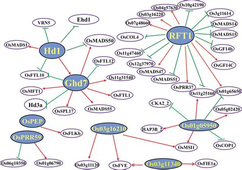 The Regulatory Network Of Genes Involved In Flower Development And The