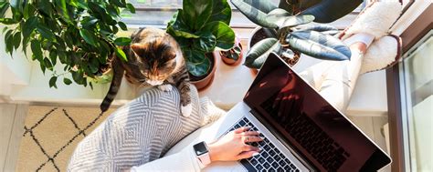 Trabalho Remoto Descubra Como Os Gatos Melhoram A Sua Produtividade
