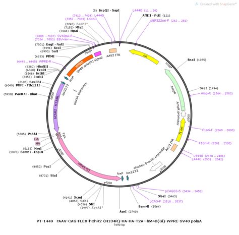 RAAV CAG FLEX HChR2 H134R T2A HM4D Gi WPRE SV40 PolyA Brainvta