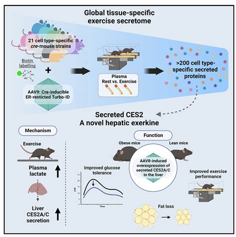 Organism Wide Cell Type Specific Secretome Mapping Of Exercise