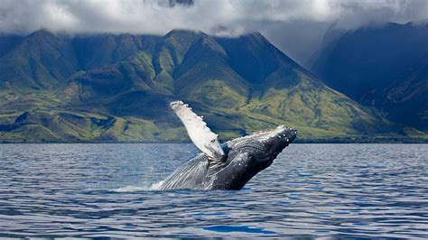 Humpback Whales Off Maui
