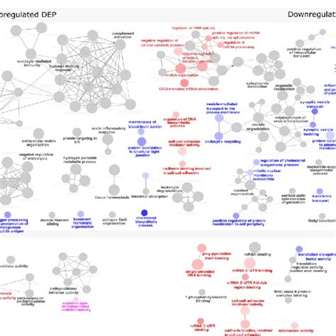 Cluego Functional Analysis Of Differentially Expressed Proteins Dep Download Scientific