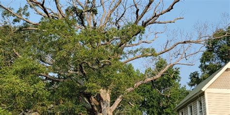 Sick Tree Top Signs Something S Wrong With Your Tree