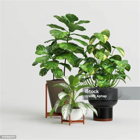 흰색 배경에 고립 된 관엽 식물 컬렉션의 3d 그림 극락조화에 대한 스톡 사진 및 기타 이미지 극락조화 식물 0명 Istock