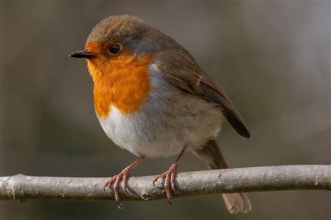 Small Birds That Have A Big Personality And Big Attitudes