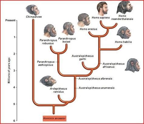 Homo Erectus Miss Francines Website 2022 2023