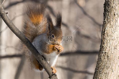 树上的松鼠高清摄影大图 千库网